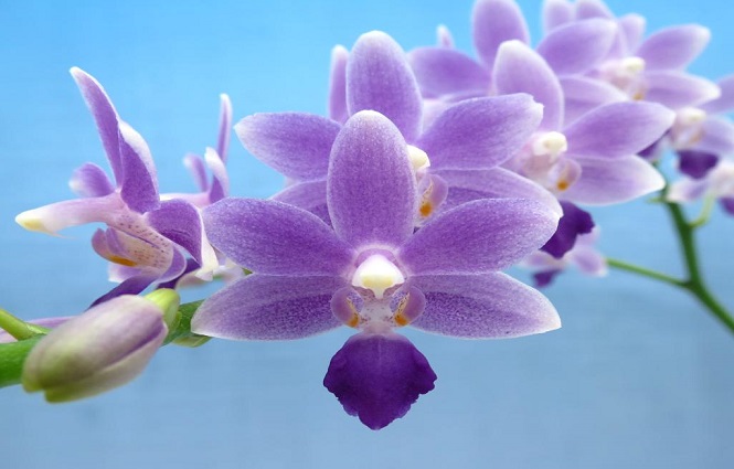 蝴蝶蘭藍星80513